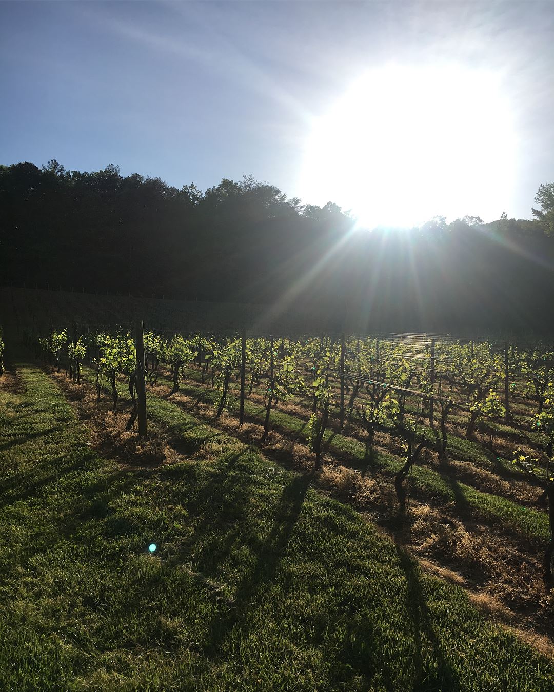 Victoria Valley Vineyard